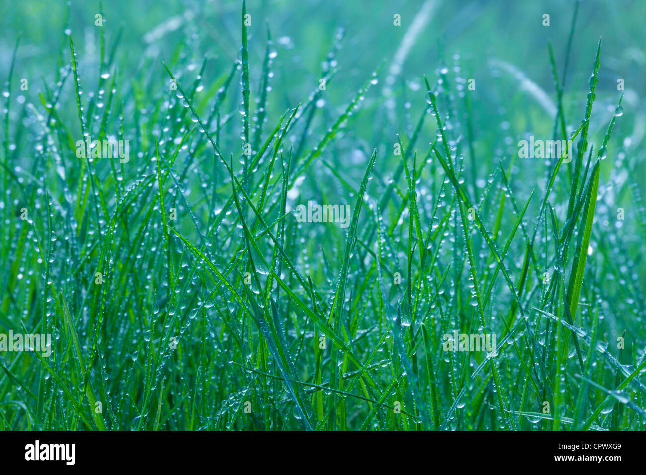 spring green grass close-up under rain background Stock Photo - Alamy