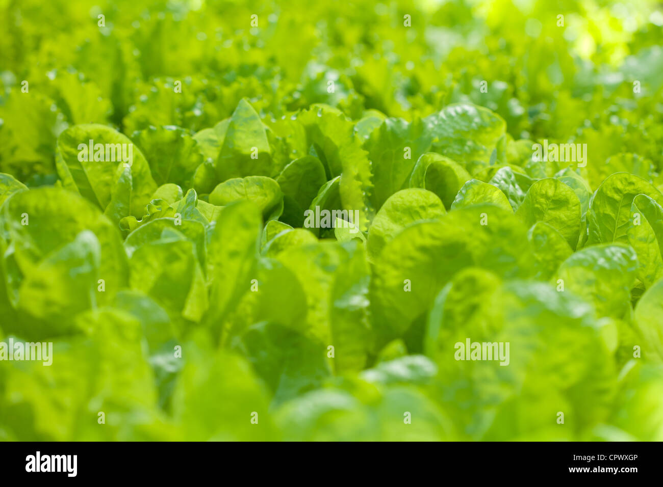 Growing lettuce - background with lot's of lettuce Stock Photo - Alamy