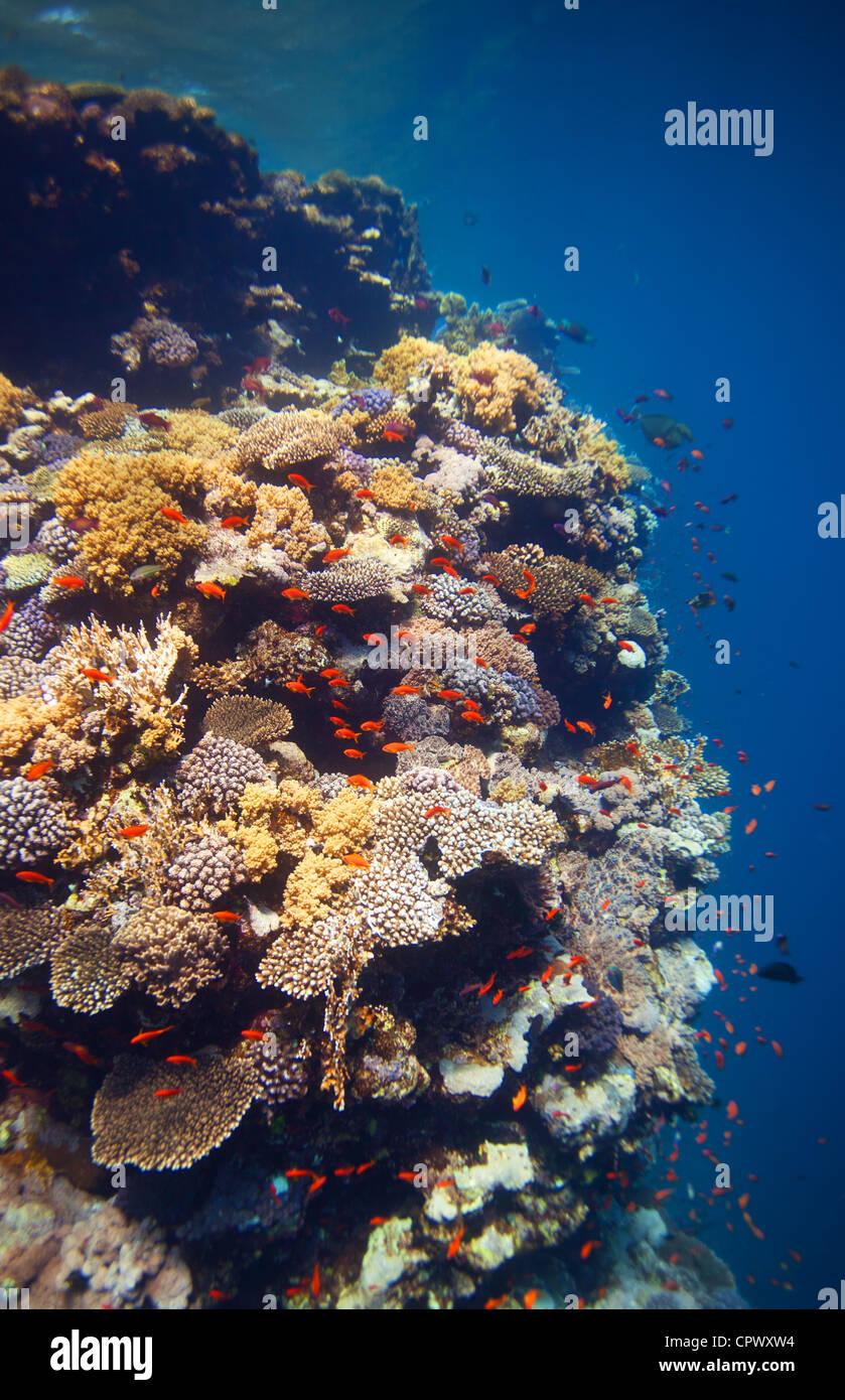 Edge of coral reef with lots of fishes and dramatic deep water on ...