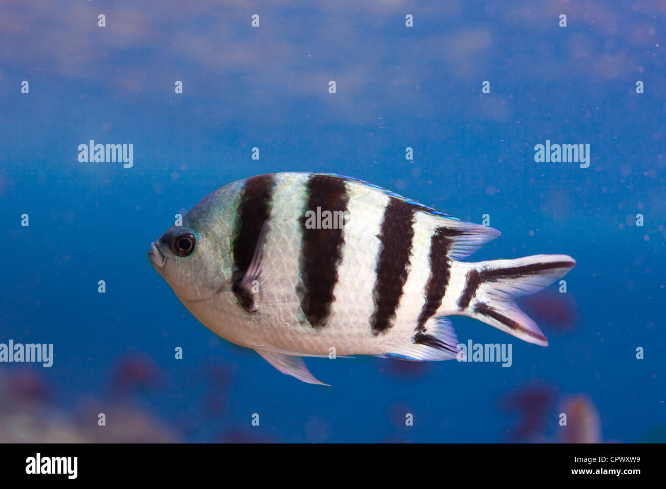 Sergeant major fish hi-res stock photography and images - Alamy