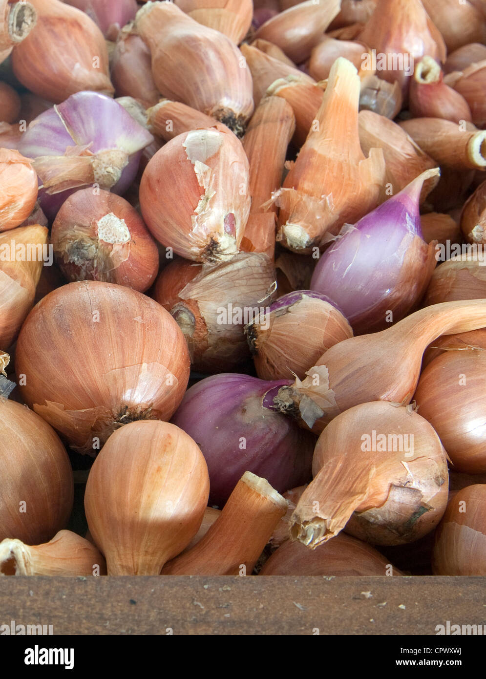 A close up of small shallots on display for sale Stock Photo - Alamy