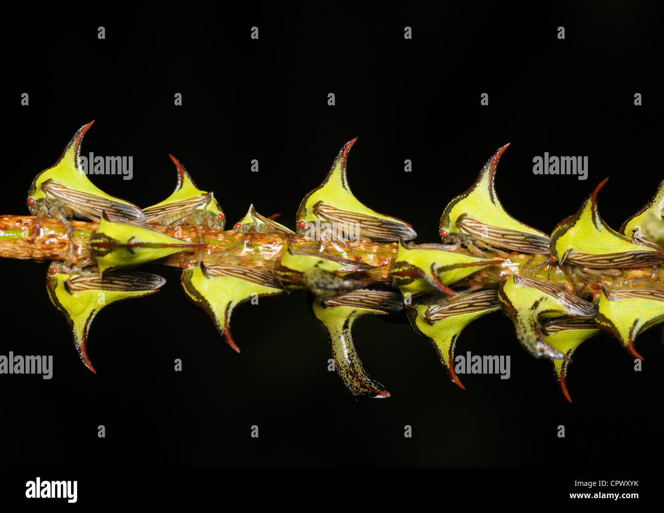 Thornbugs (treehoppers), Umbonia crassicornis, Tortuguero National Park ...