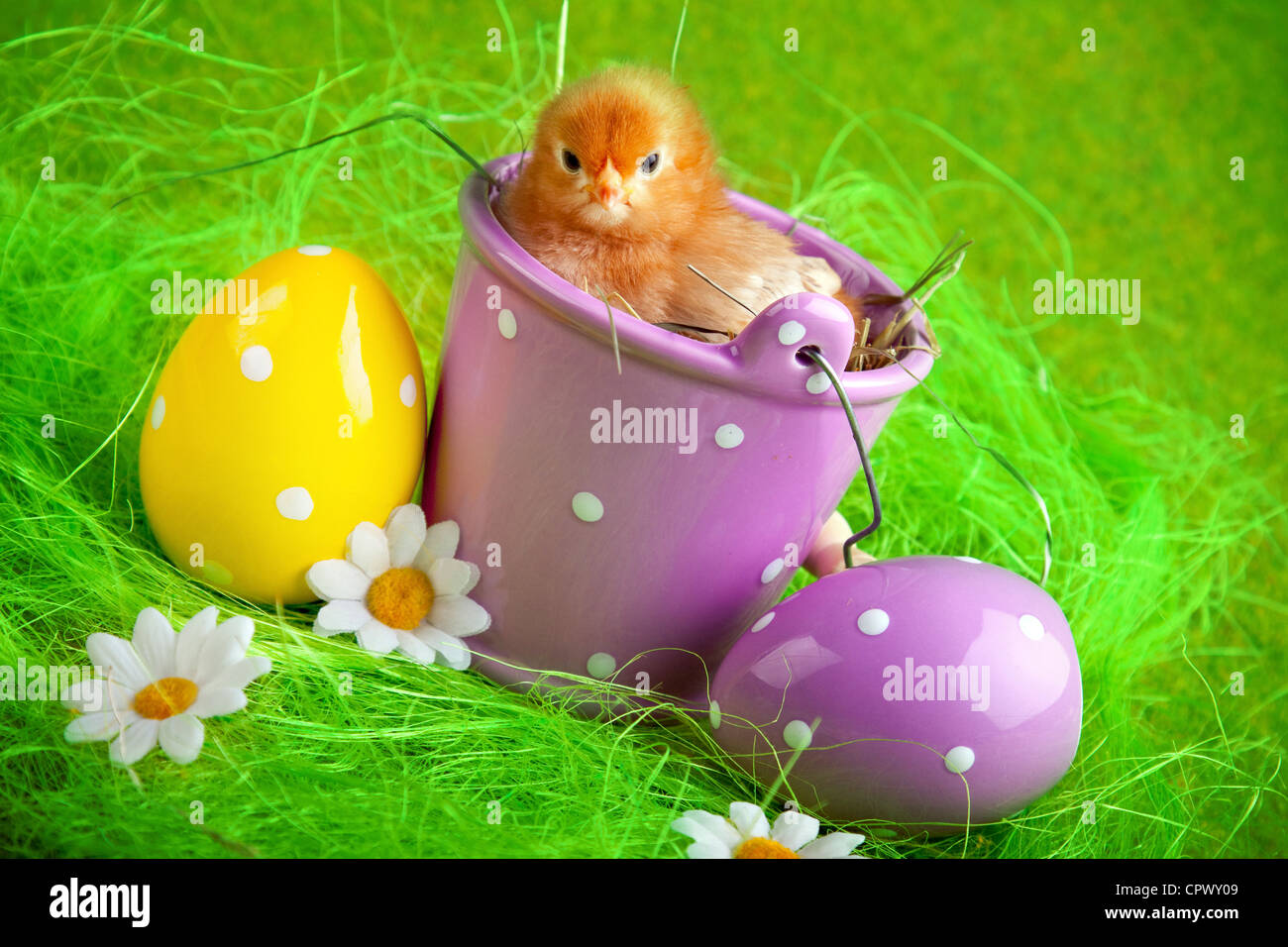 Easter Animals RM Stock Photo - Alamy