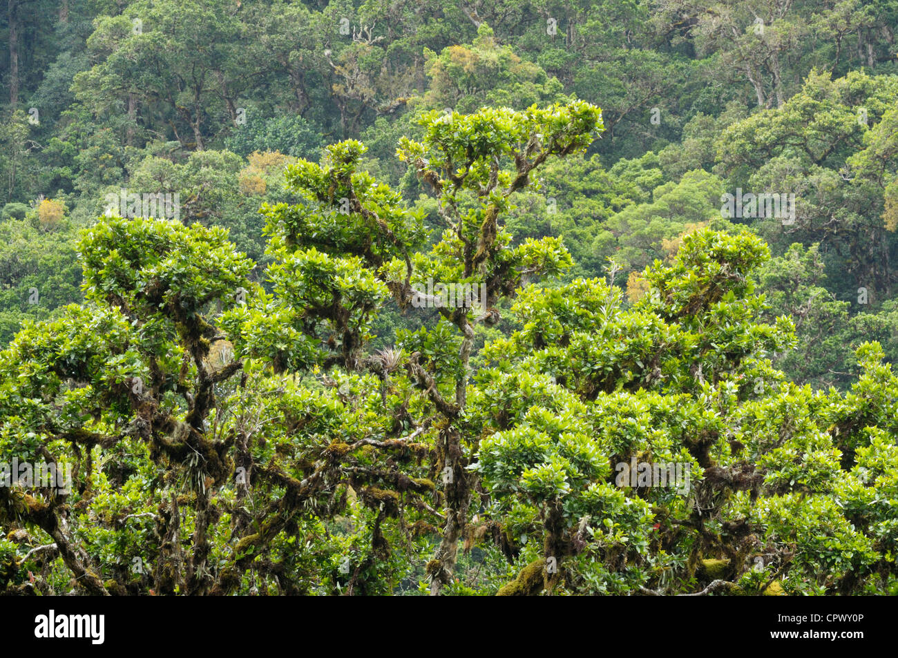 Emergent tree, cloudforest, Los Quetzales National Park, Costa Rica ...