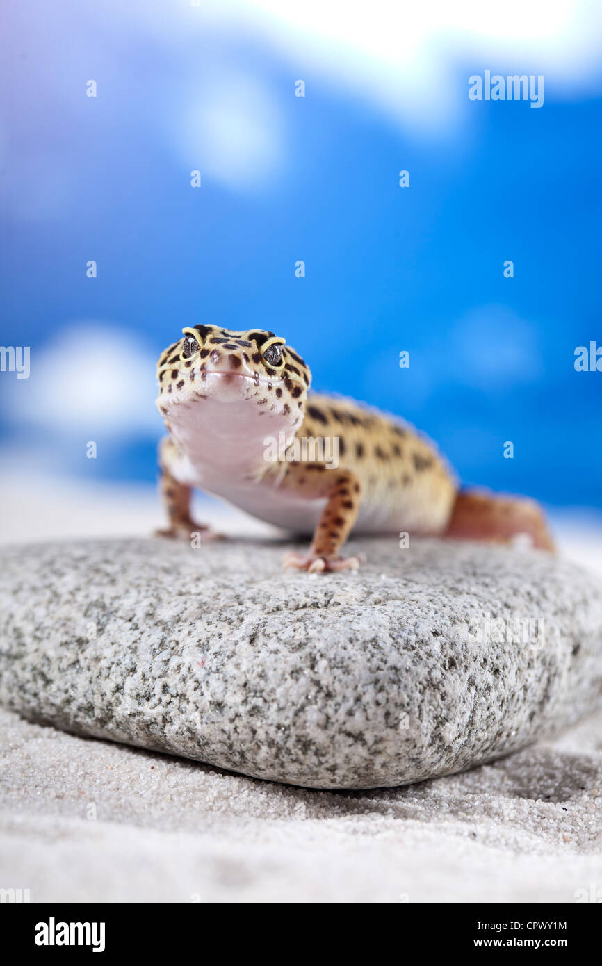 Leopard gecko closeup hi-res stock photography and images - Alamy