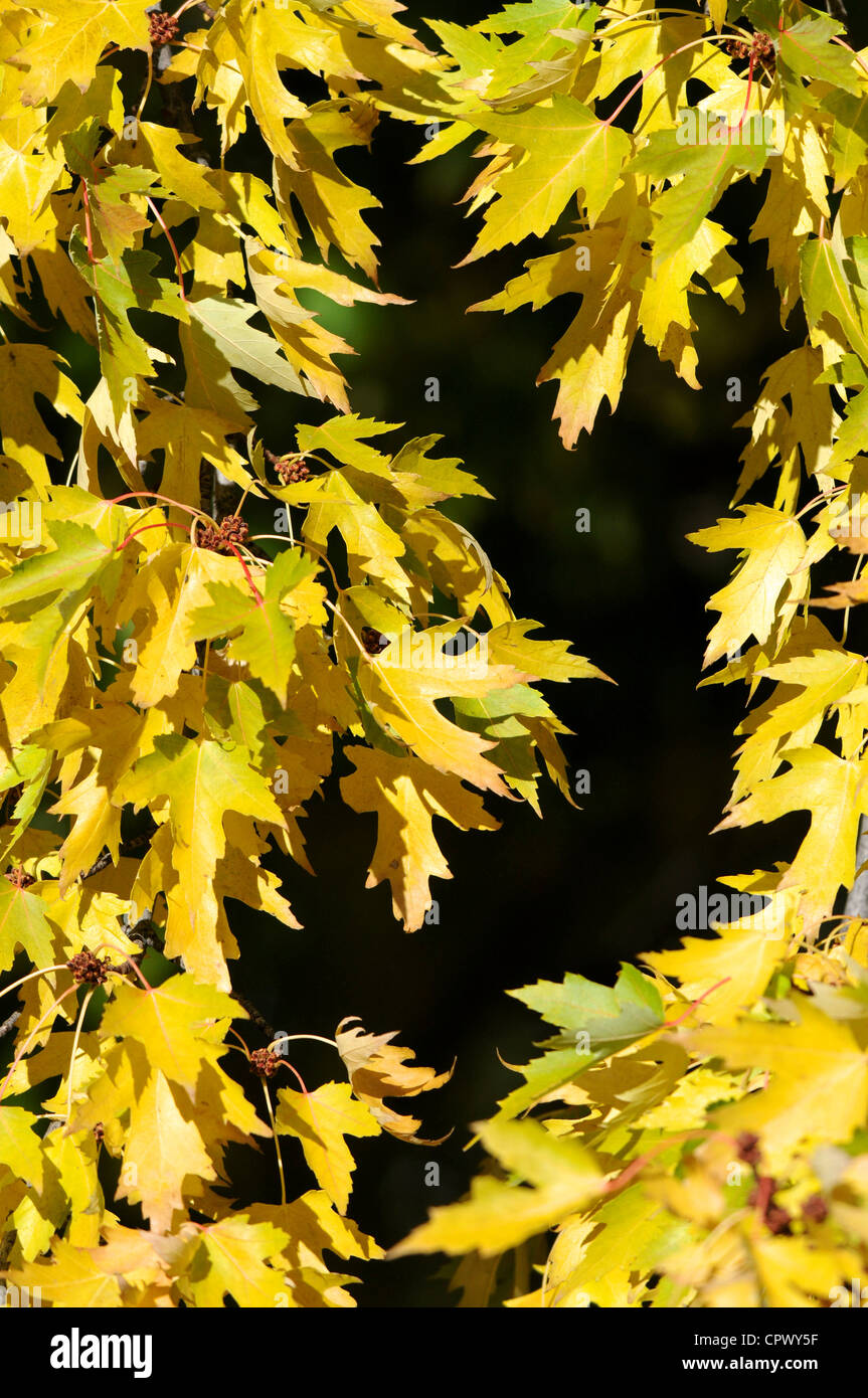 maple tree in fall Stock Photo - Alamy