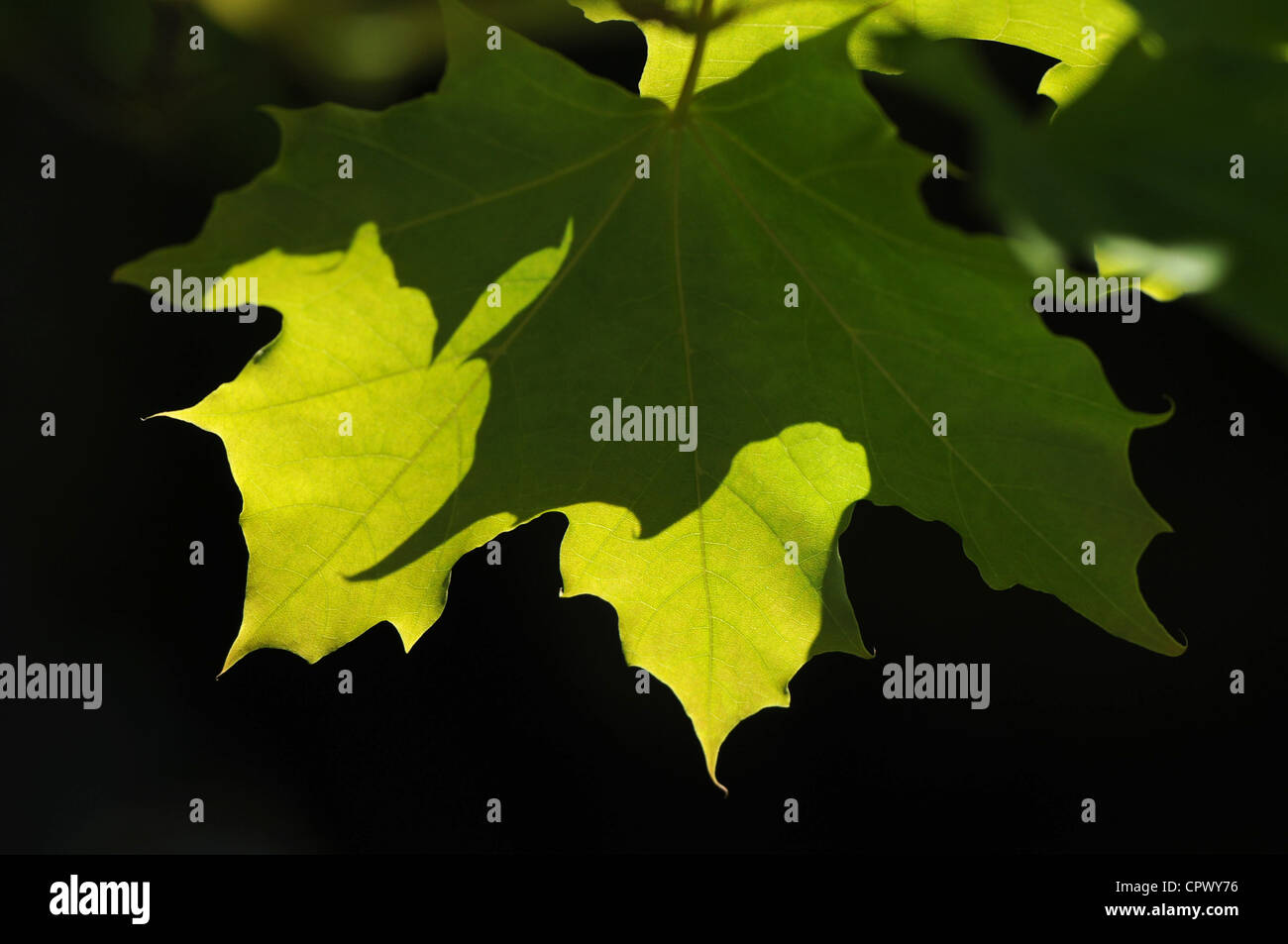 maple leaf in summer Stock Photo - Alamy