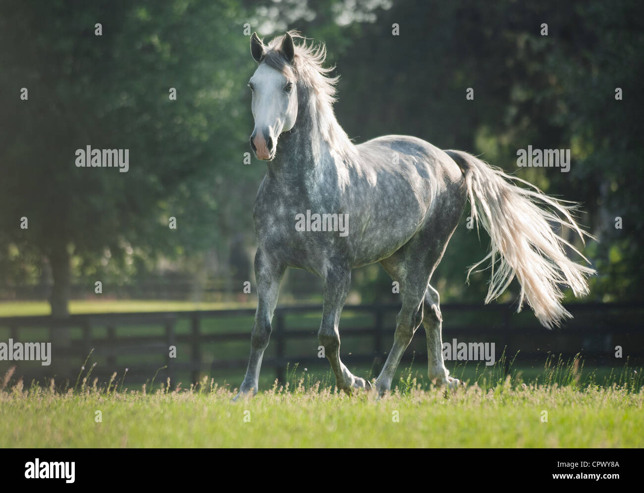 Dappled gray stallion hi-res stock photography and images - Alamy