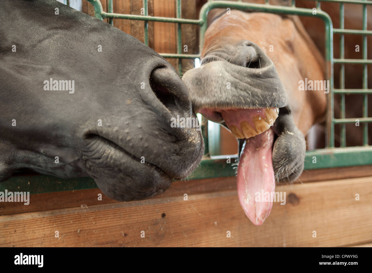 Horses try to touch through stall opening Stock Photo - Alamy