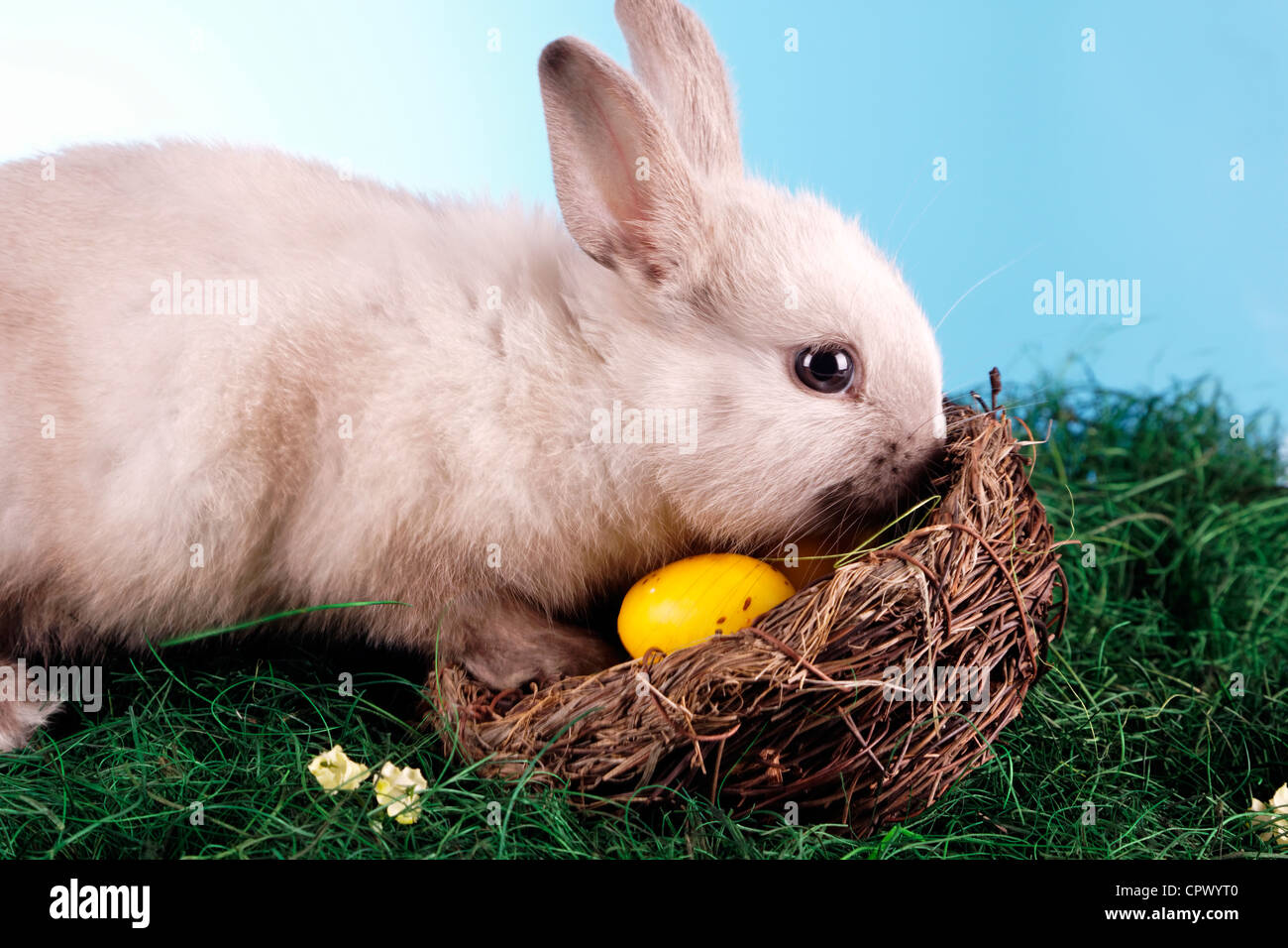 Easter Animals/Concept RF Stock Photo - Alamy
