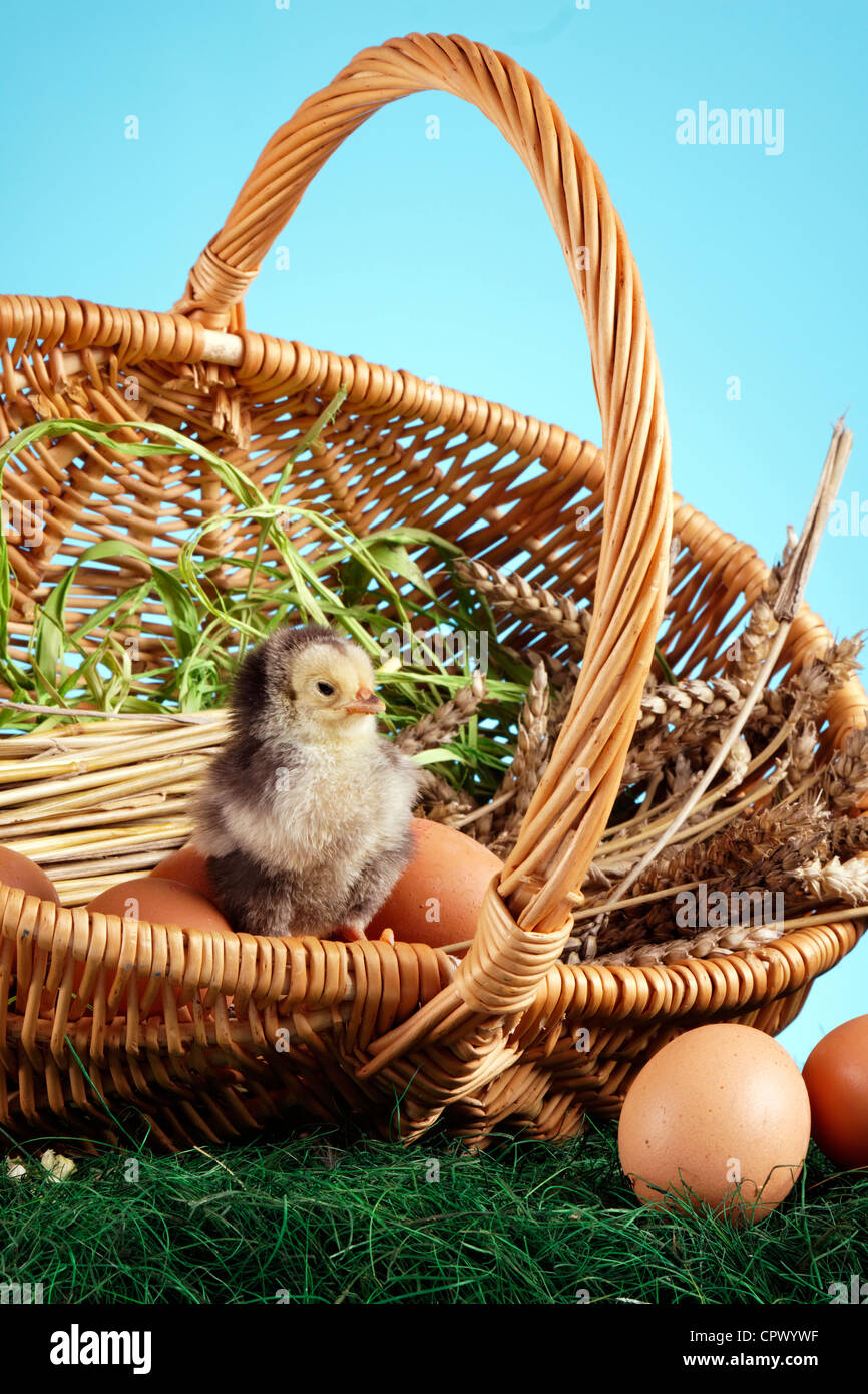Easter Animals/Concept RF Stock Photo - Alamy