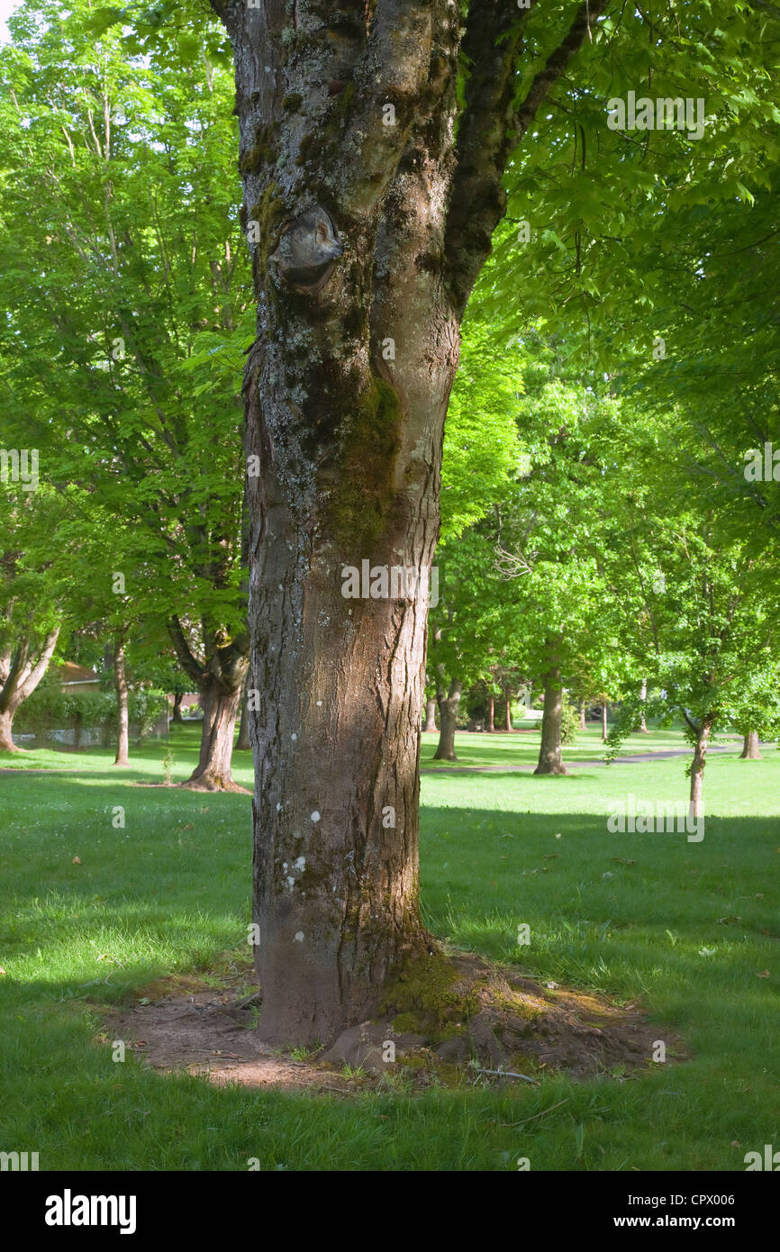 Tree trunk in a public park, Portland OR Stock Photo - Alamy