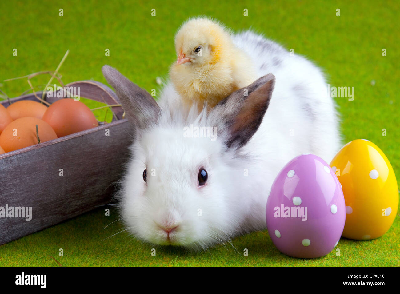 Easter Animals RM Stock Photo - Alamy