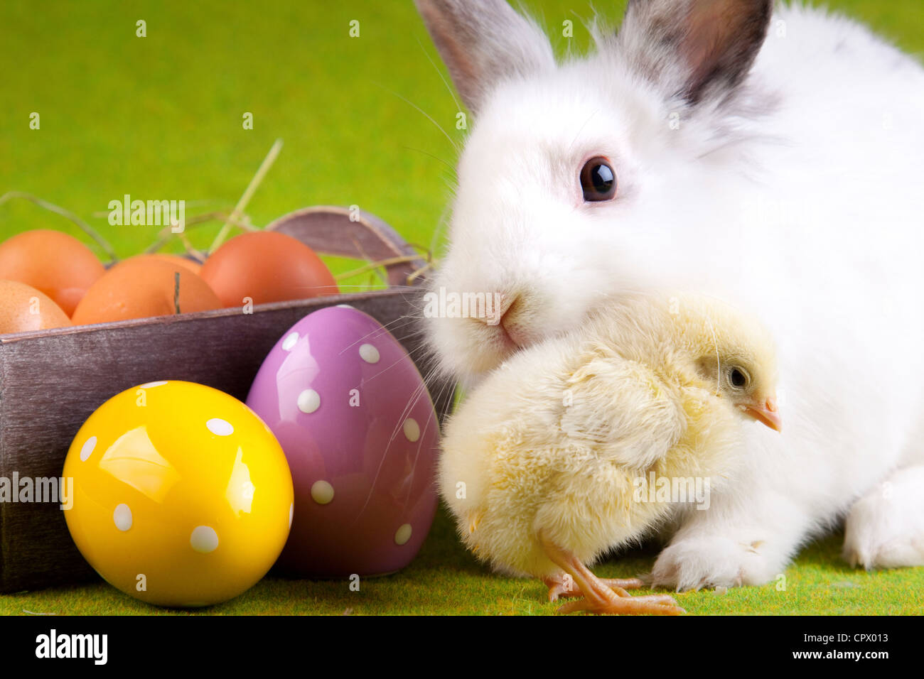 Easter Animals RM Stock Photo - Alamy