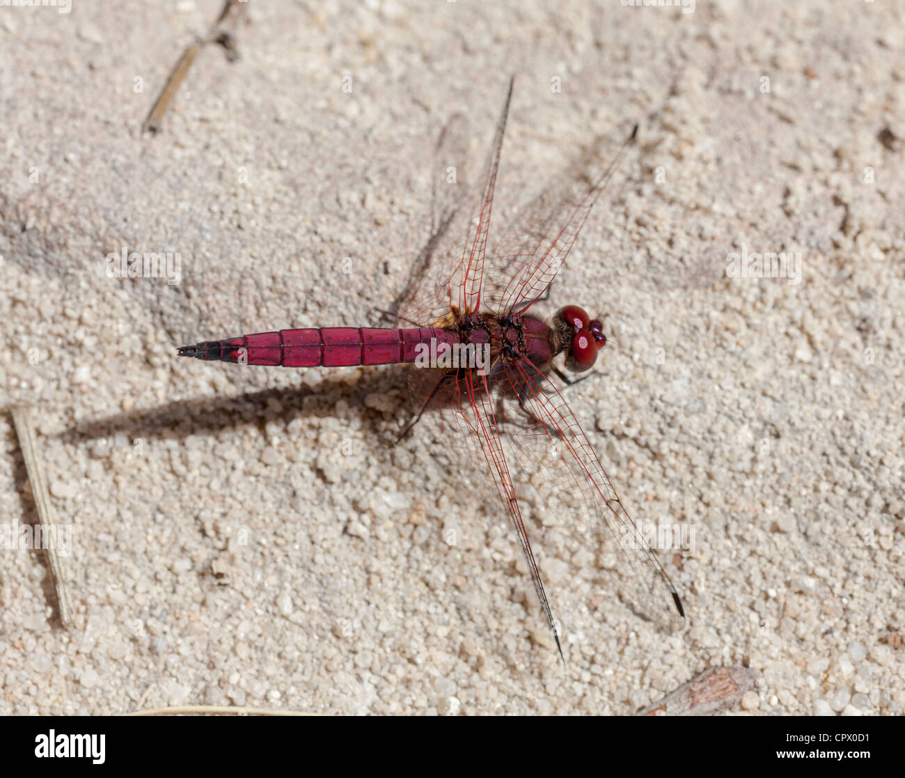 Violet Dropwing, Trithemis annulata, Isalo National Park, Madagascar ...