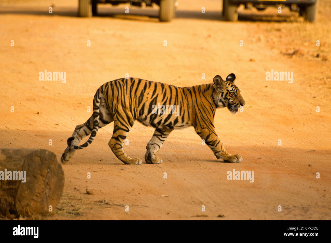 Tiger crossing the road hi-res stock photography and images - Alamy