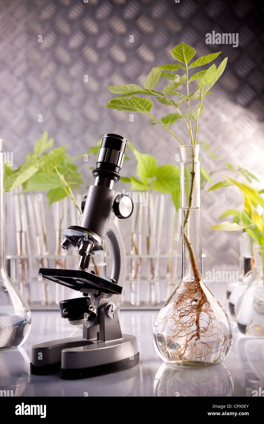 Lab experiments on plants hi-res stock photography and images - Alamy