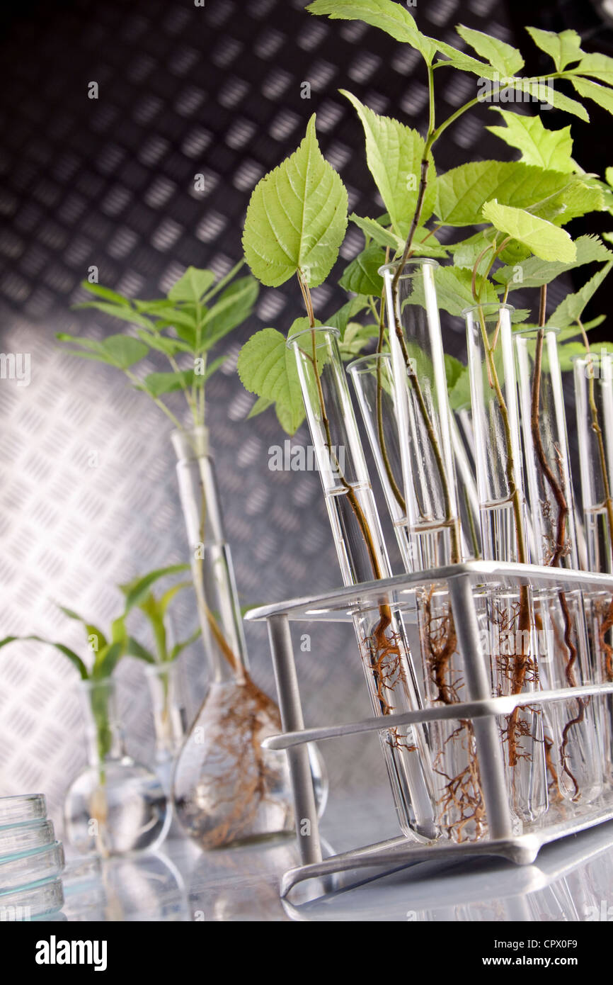 Lab experiments on plants hi-res stock photography and images - Alamy
