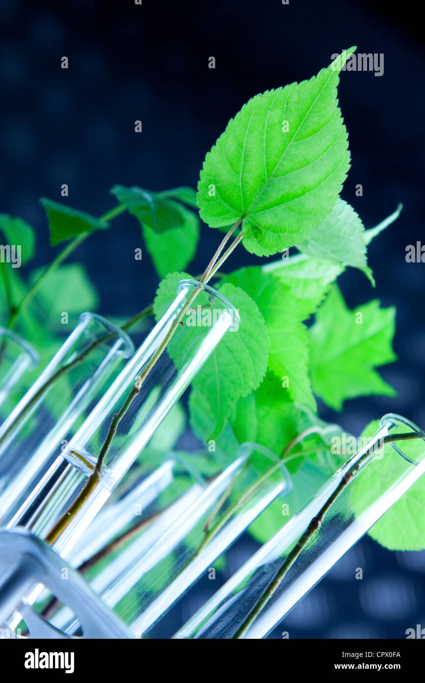 Lab experiments on plants hi-res stock photography and images - Alamy