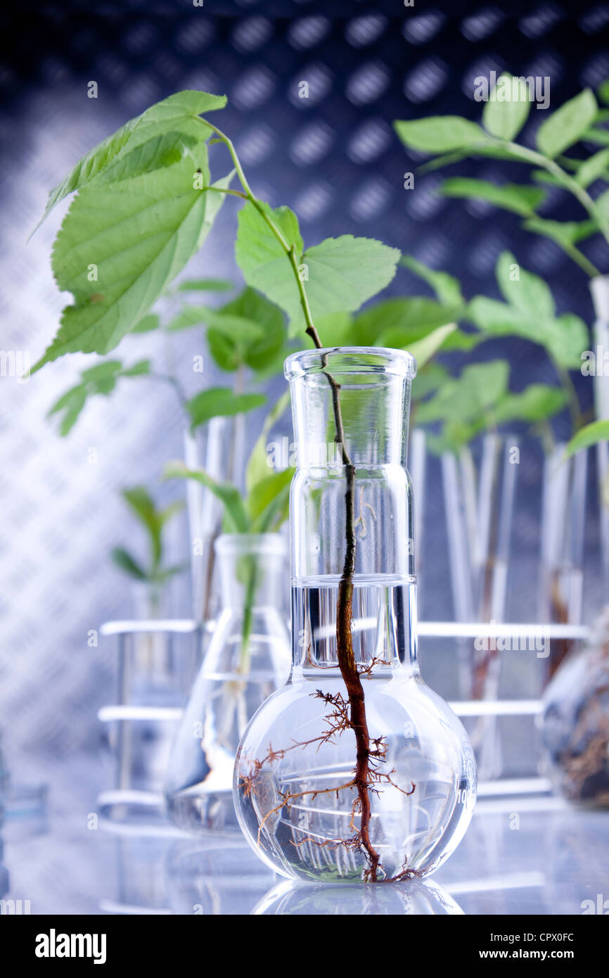 Laboratory glassware, experiments on plants Stock Photo - Alamy