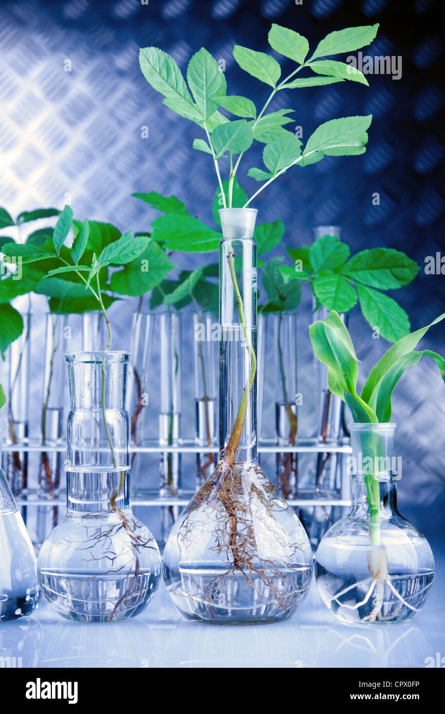 Lab experiments on plants hi-res stock photography and images - Alamy