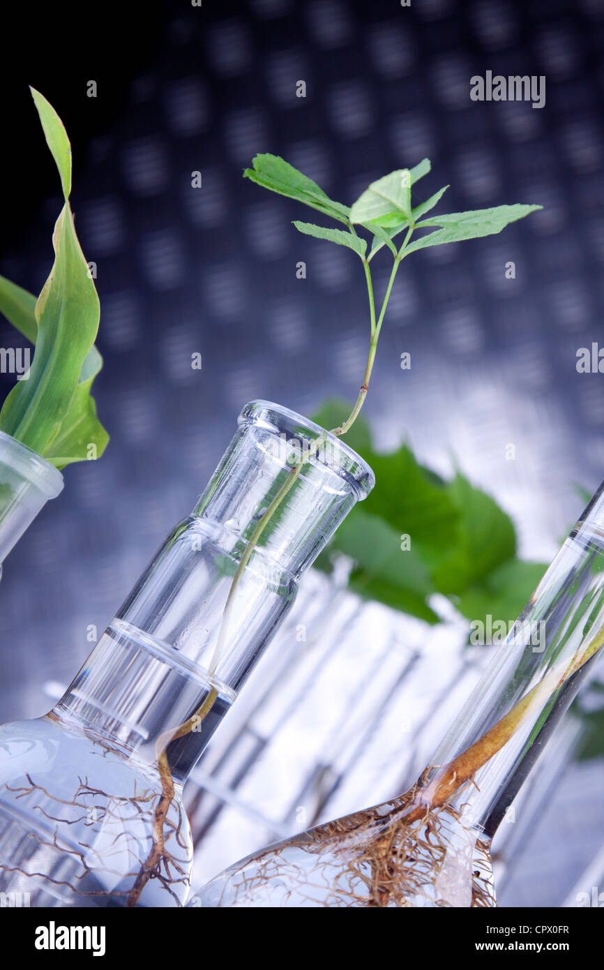 Lab experiments on plants hi-res stock photography and images - Alamy