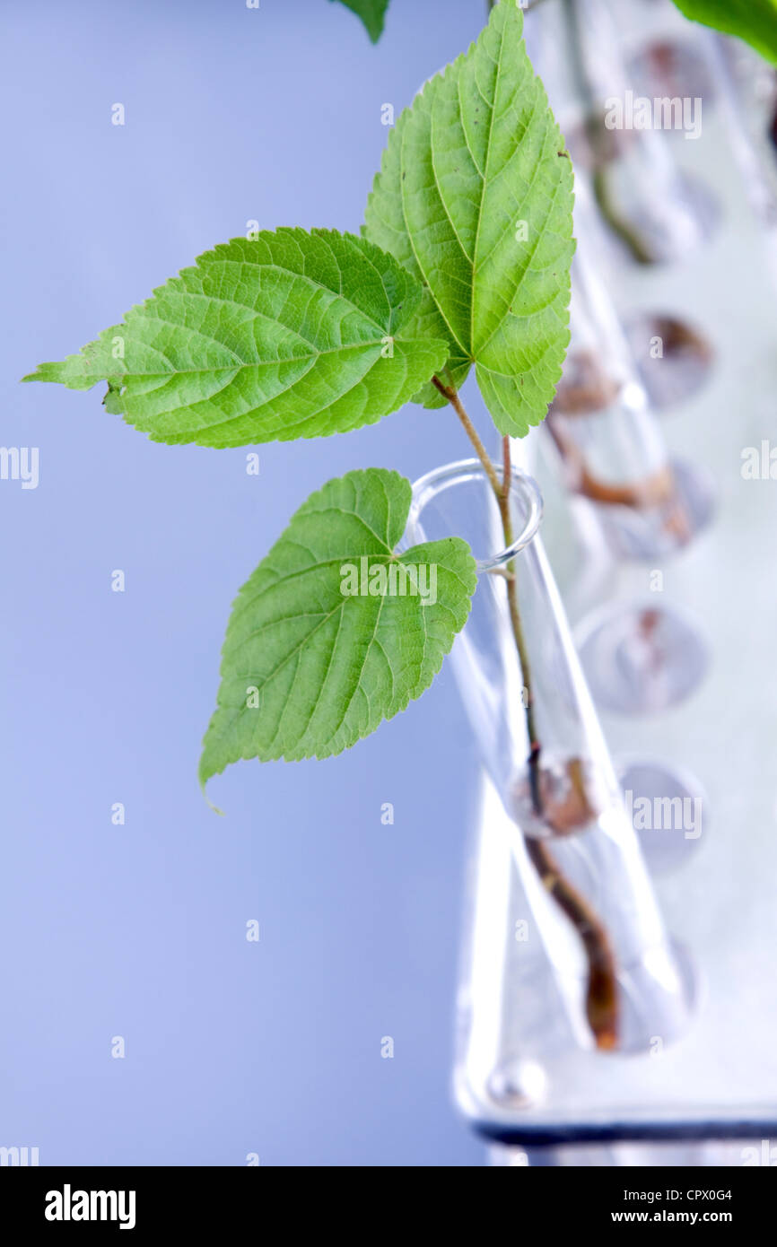 Lab experiments on plants hi-res stock photography and images - Alamy