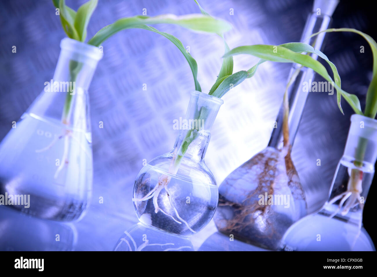 Lab experiments on plants hi-res stock photography and images - Alamy