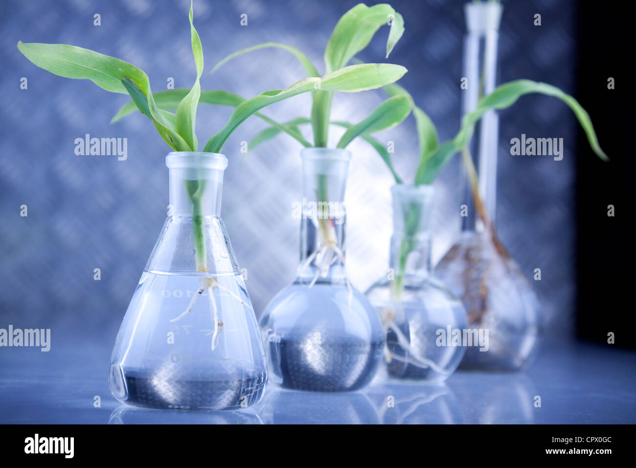 Laboratory glassware, experiments on plants Stock Photo - Alamy