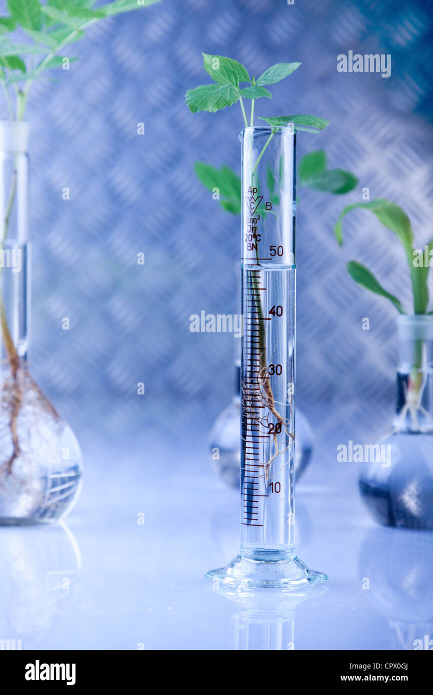Lab experiments on plants hi-res stock photography and images - Alamy