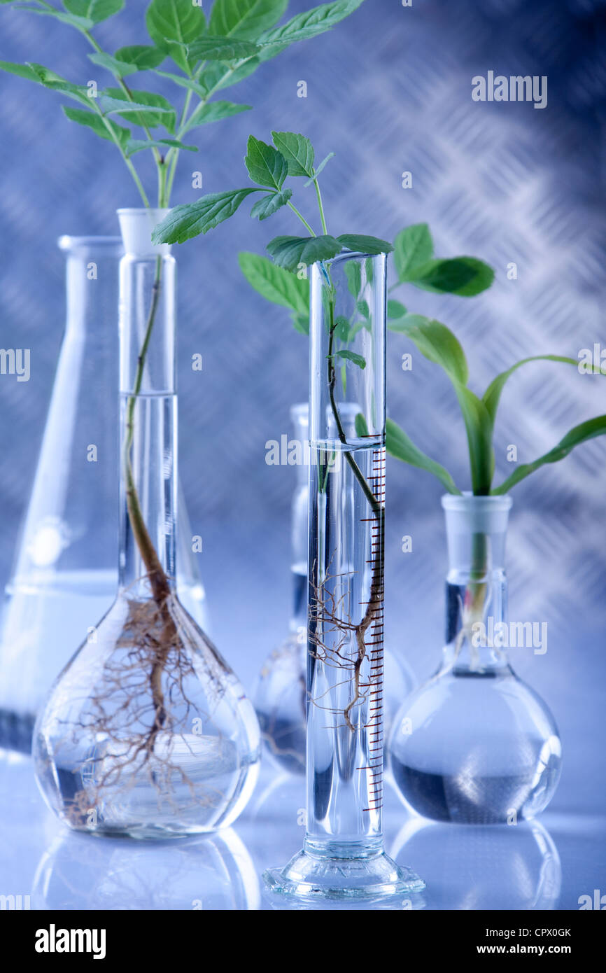 Laboratory glassware, experiments on plants Stock Photo - Alamy