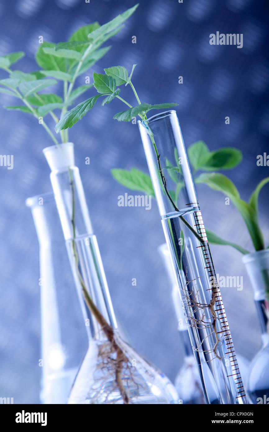 Lab experiments on plants hi-res stock photography and images - Alamy