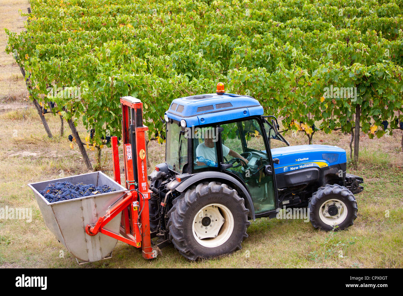 Ripe Brunello grapes, Sangiovese, growing on vine at the wine estate of ...