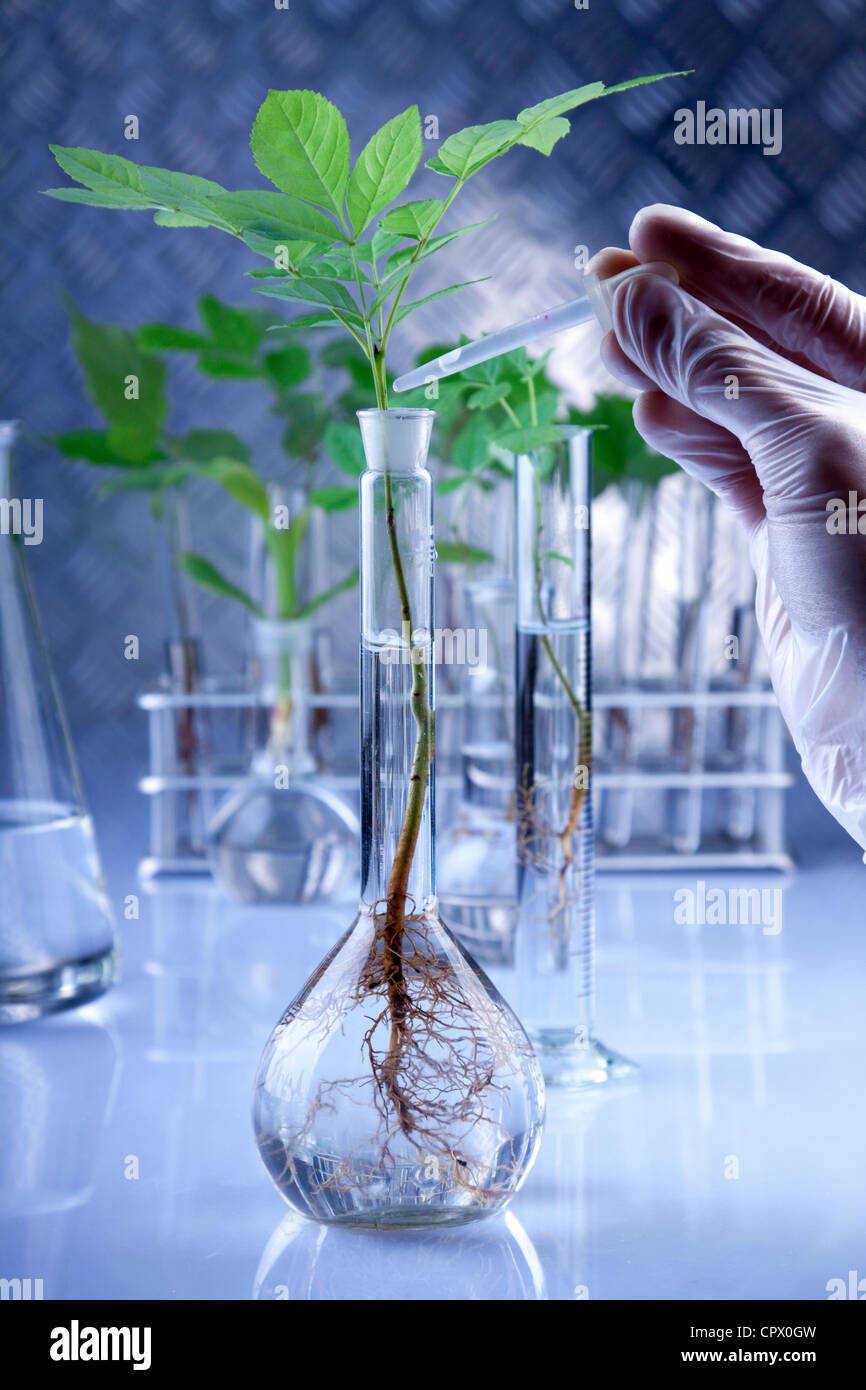Lab experiments on plants hi-res stock photography and images - Alamy
