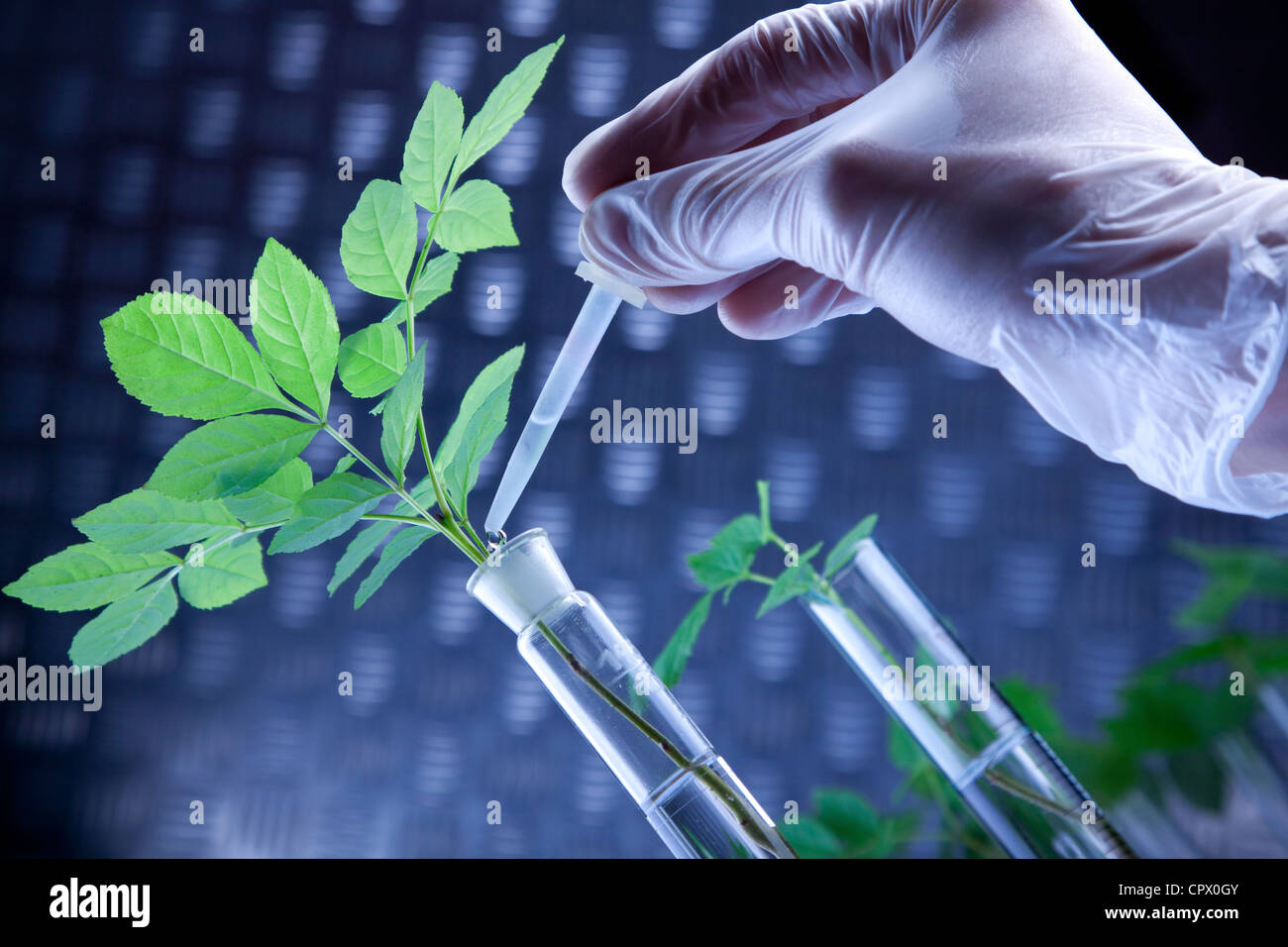 Lab experiments on plants hi-res stock photography and images - Alamy