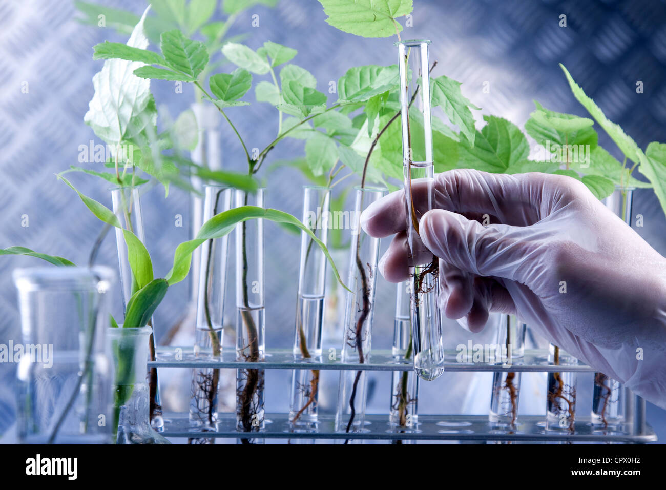 Lab experiments on plants hi-res stock photography and images - Alamy