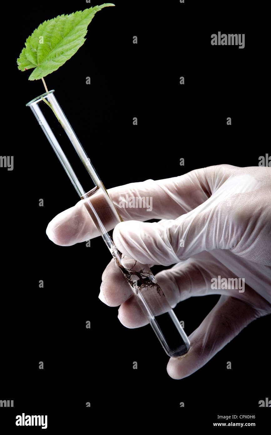 Lab experiments on plants hi-res stock photography and images - Alamy