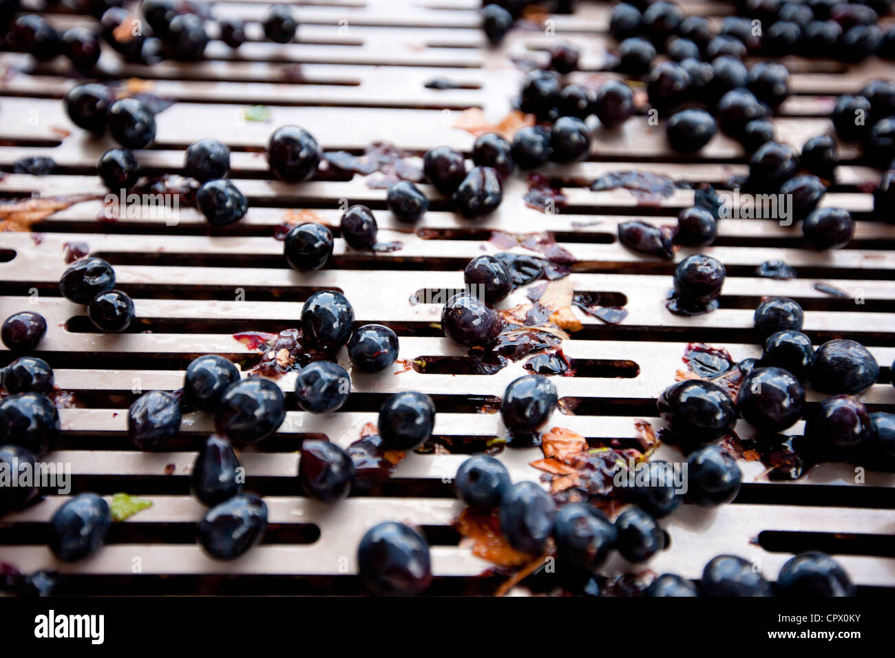 Ripe Brunello grapes, Sangiovese, sorted on conveyor belt at wine ...
