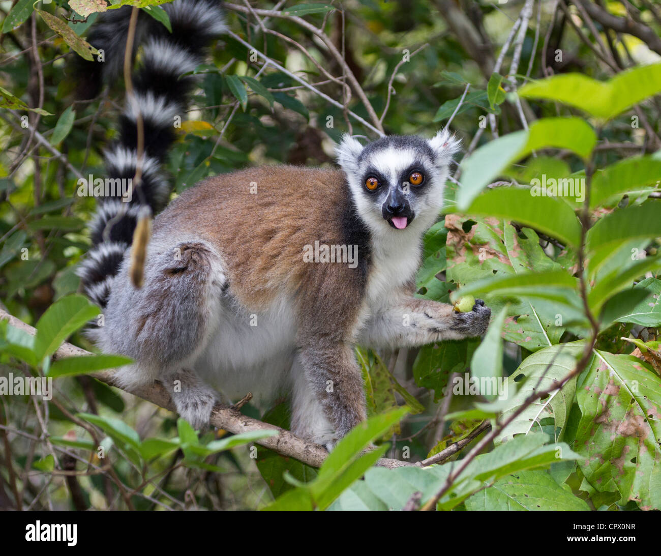 Madagascar national park lemur hi-res stock photography and images - Alamy