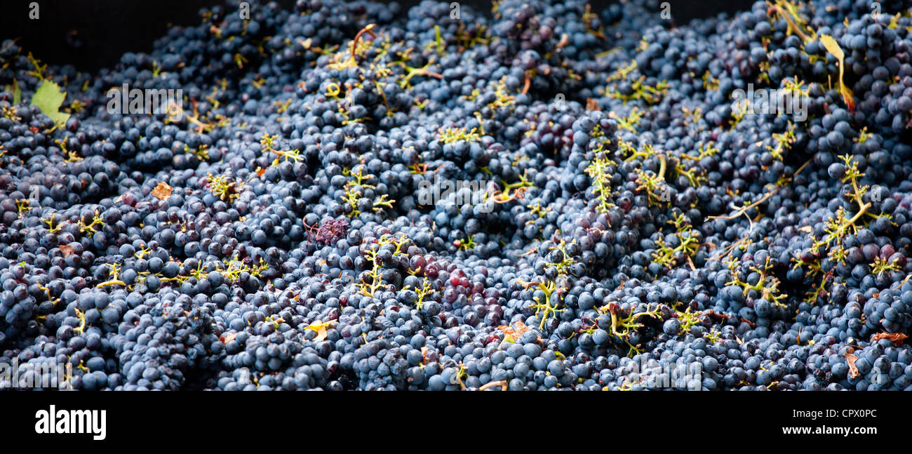 Ripe Brunello bunches of grapes harvest Sangiovese at wine estate La ...