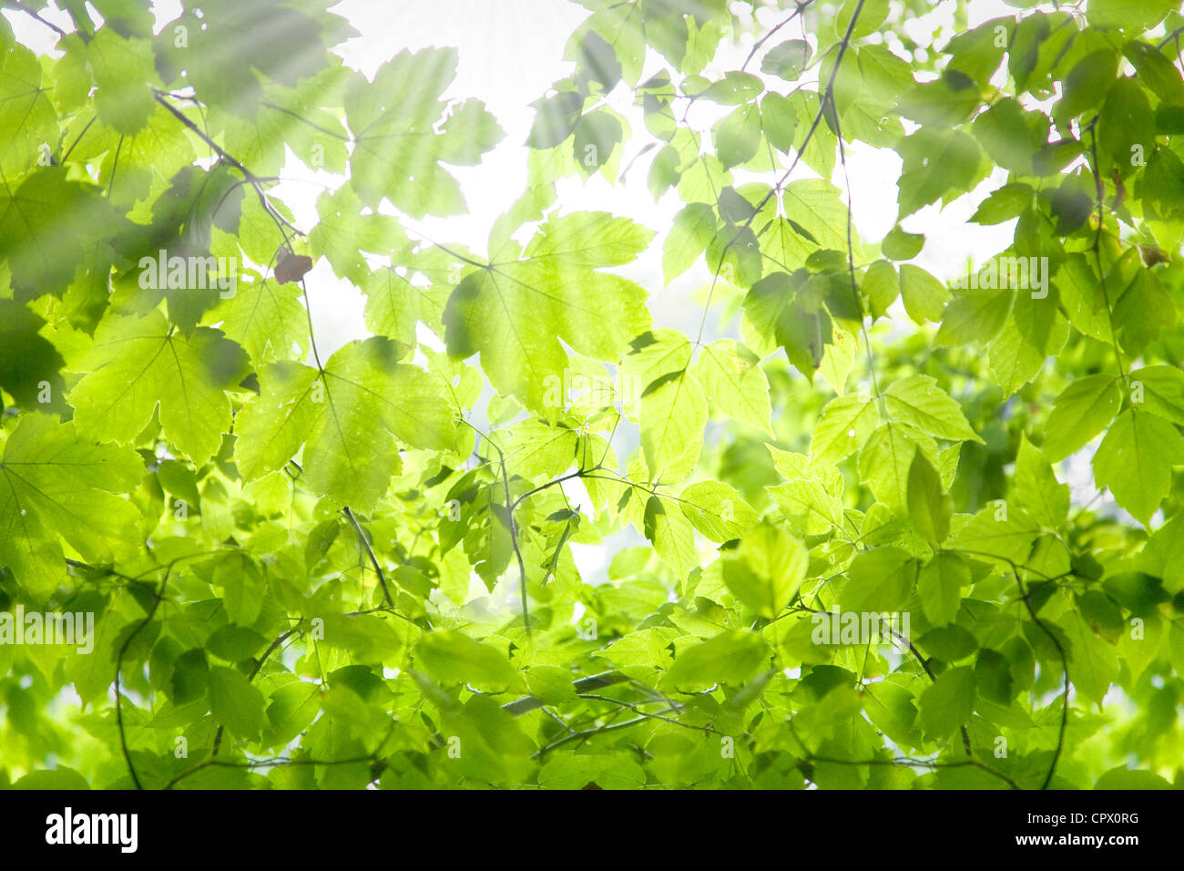 Green leaves and sun ray Stock Photo - Alamy