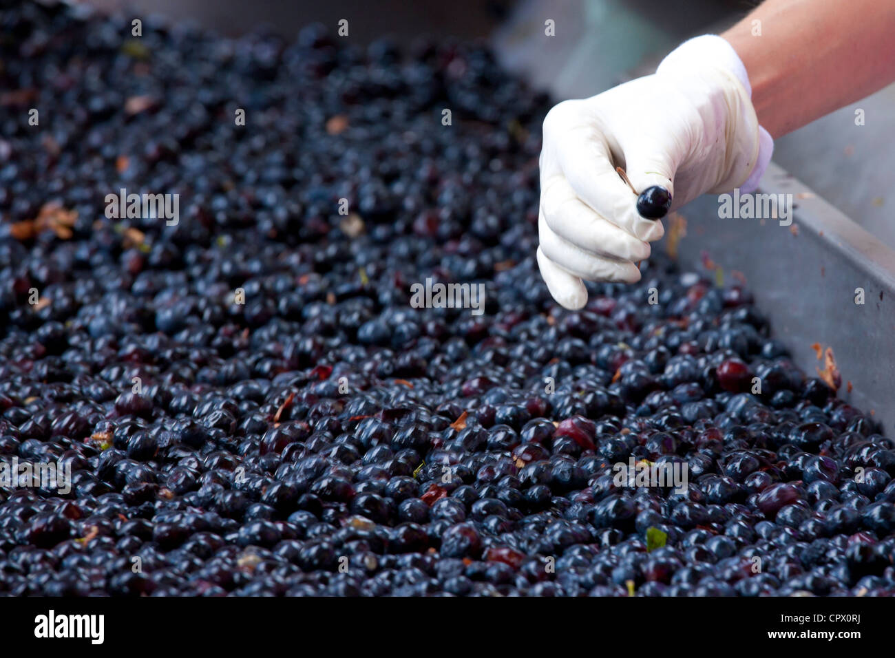 Hand sorting photos hi-res stock photography and images - Alamy