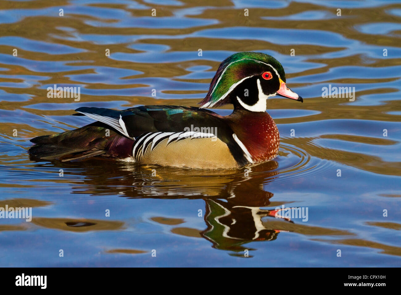 Wild Wood duck Aix sponsa male, New Forest, Hampshire, England UK Stock ...