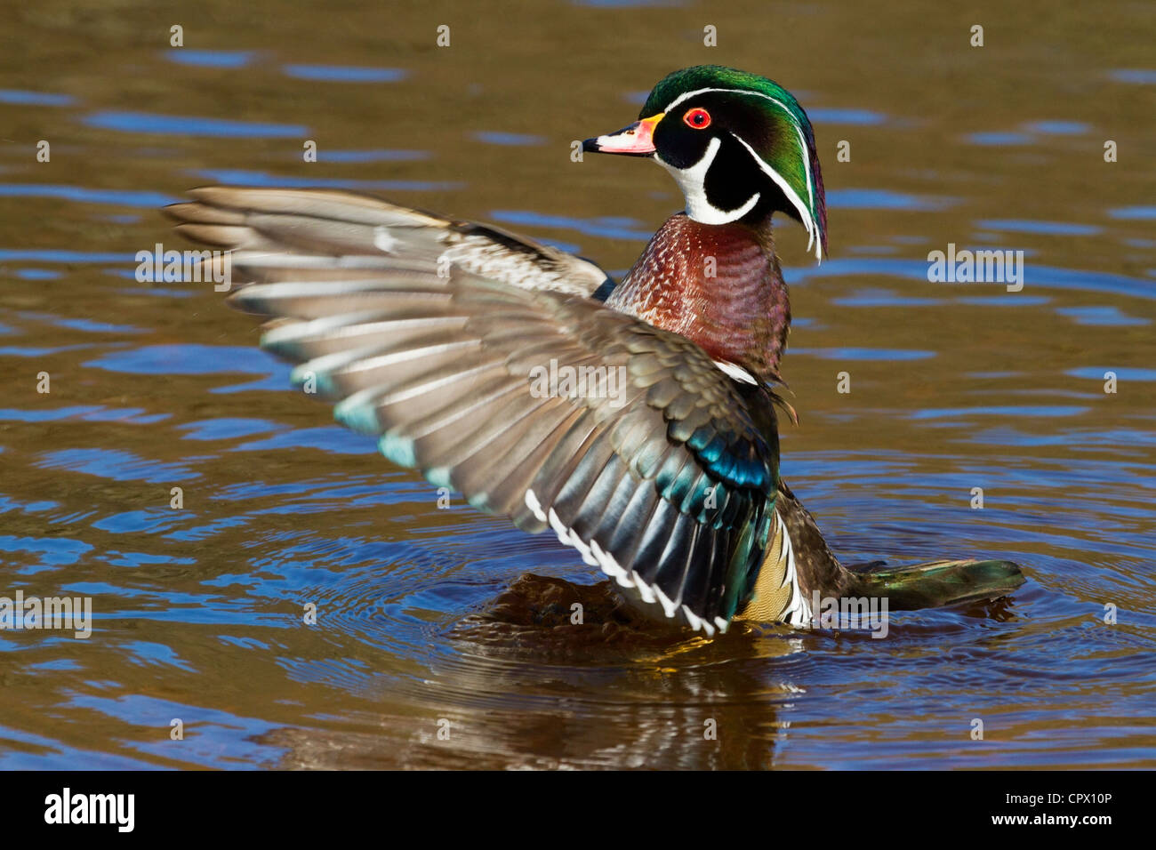 Wood Ducks In The Uk