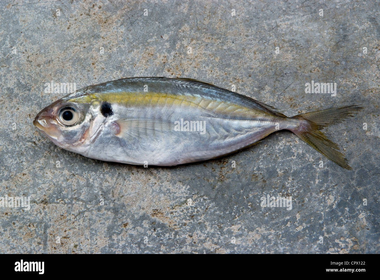 Yellow stripe trevally hi-res stock photography and images - Alamy