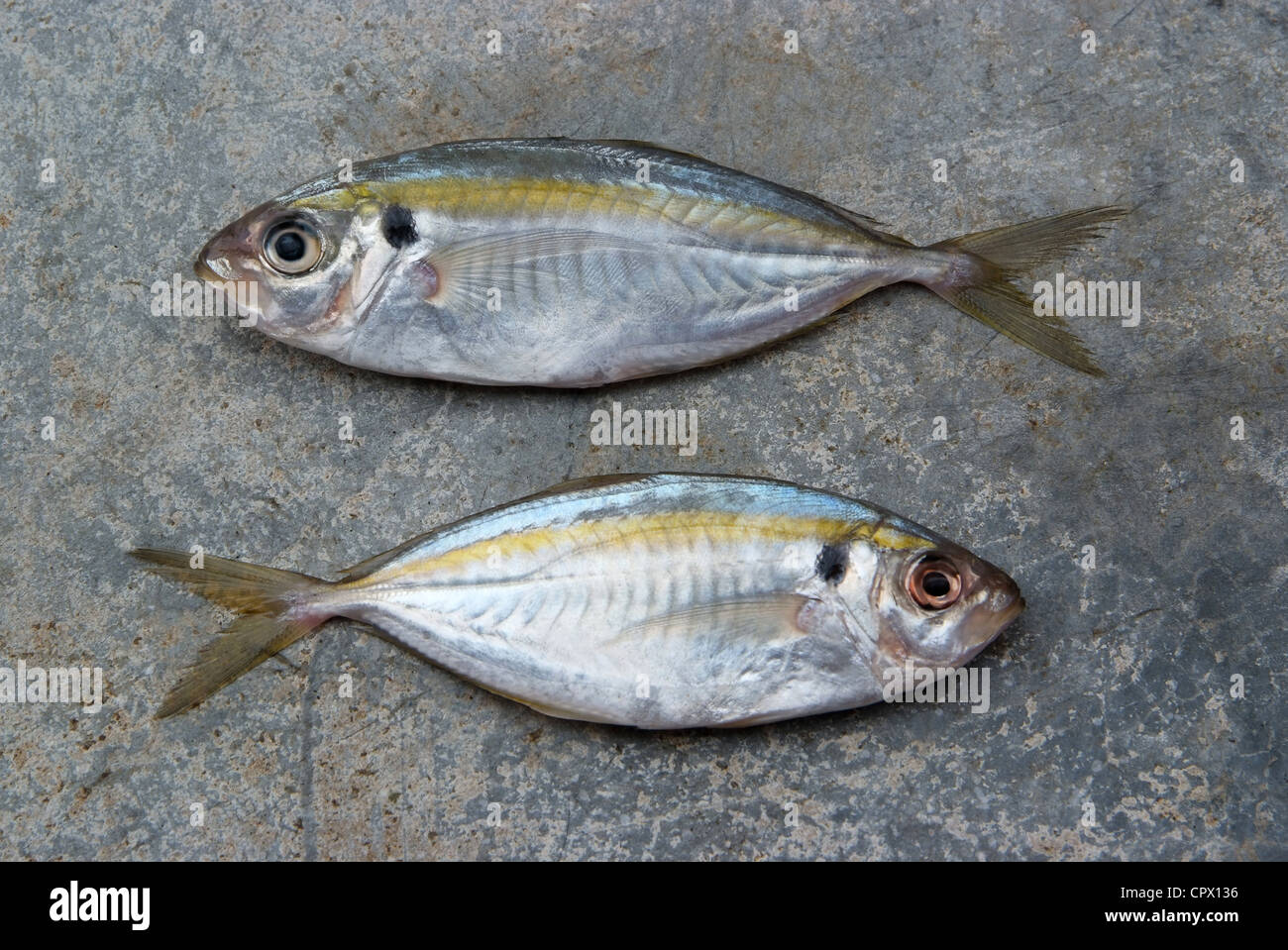 The yellow stripe trevally fish on the texture of the concrete Stock ...