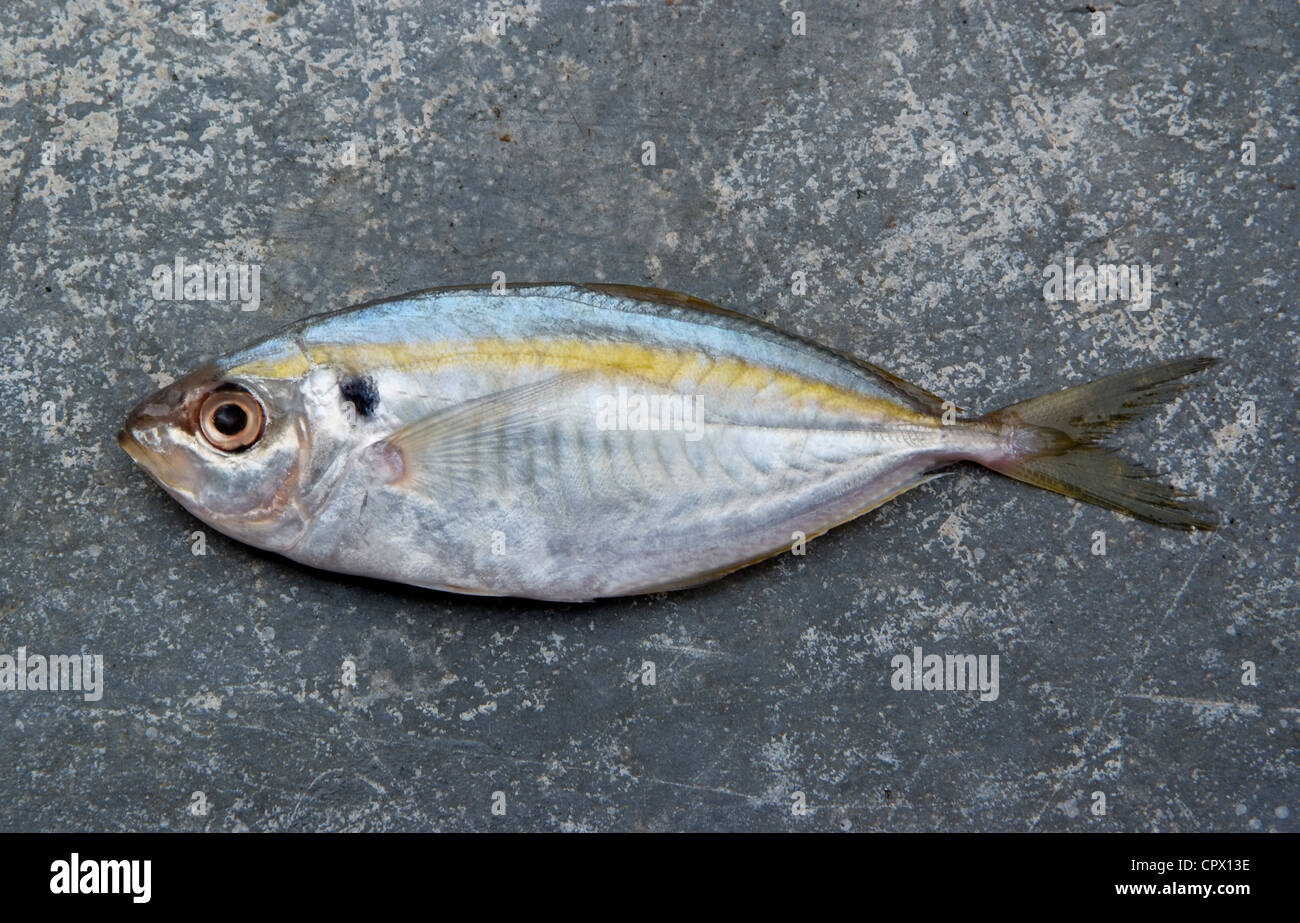 The yellow stripe trevally fish on the texture of the concrete Stock ...