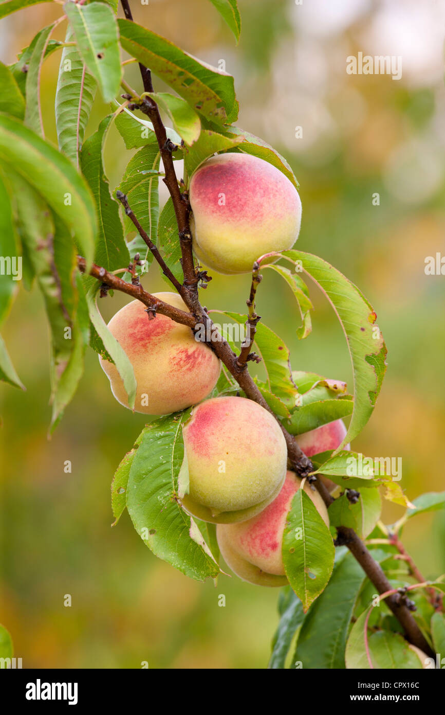 Fresh peaches growing farm estate of La Fornace at Montalcino in Val D ...