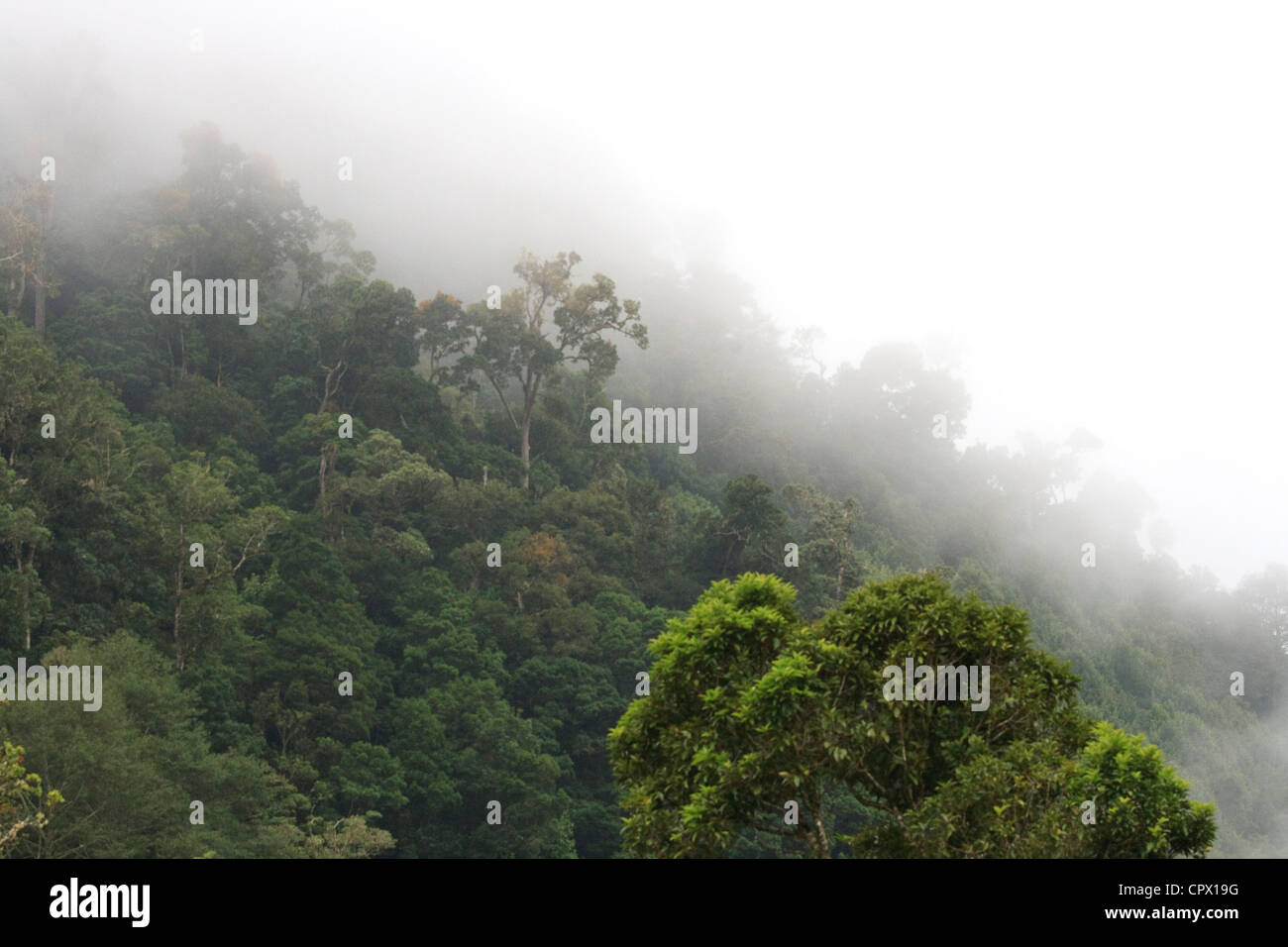 Rainforest fog hi-res stock photography and images - Alamy