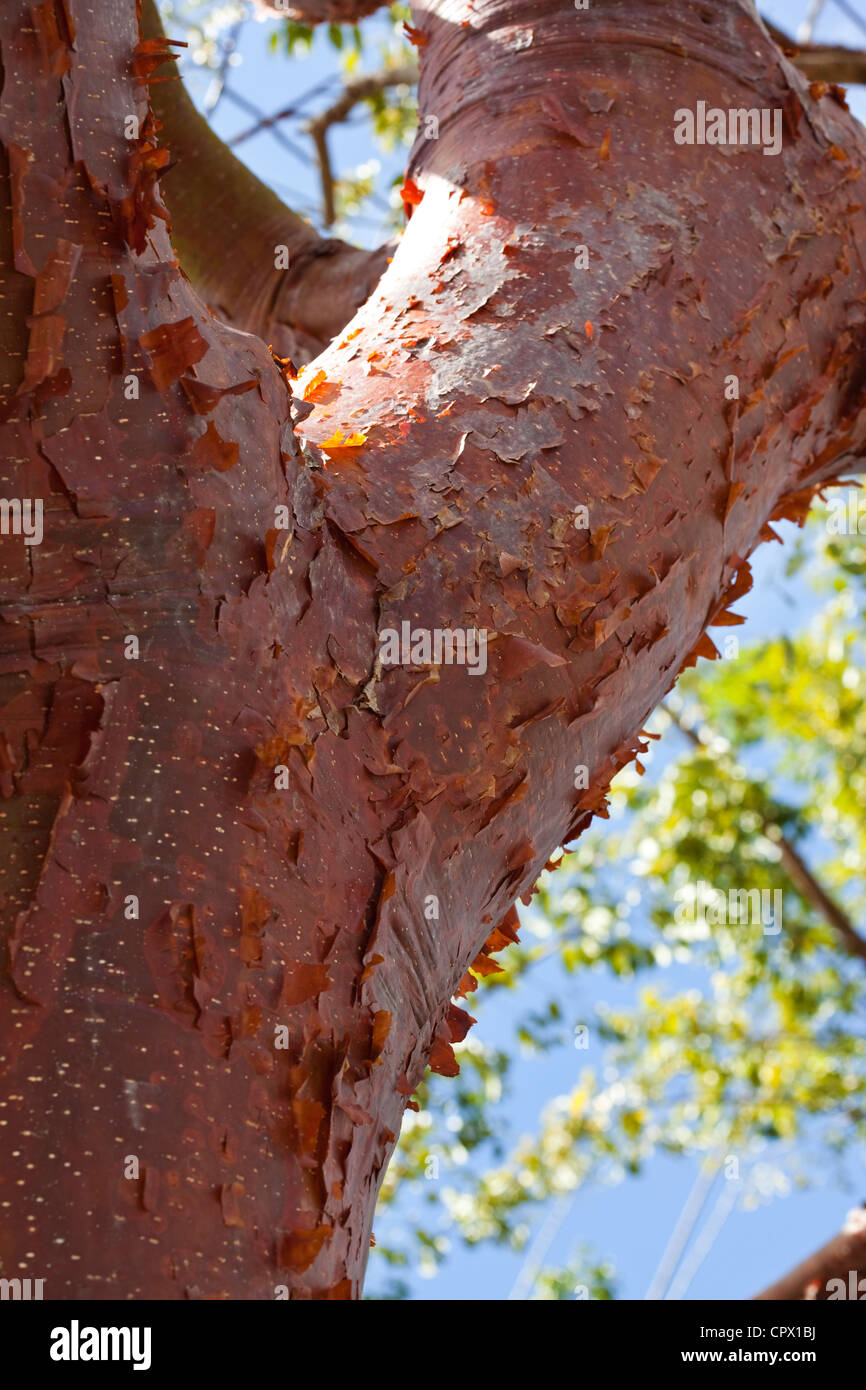 Red tree bark in Las Terraces Cuba Stock Photo - Alamy